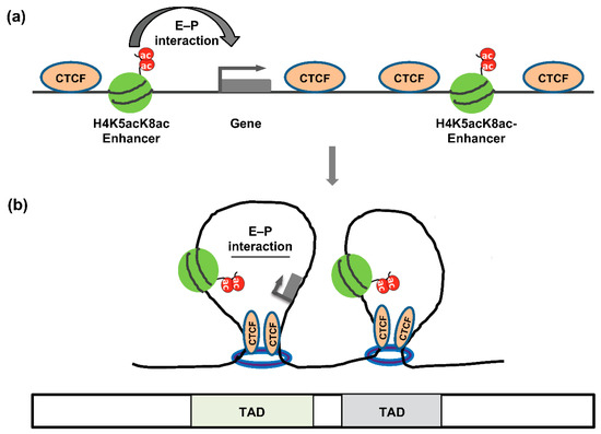Factors and Mechanisms That Influence Chromatin-Mediated Enhancer–Promoter Interactions and ...