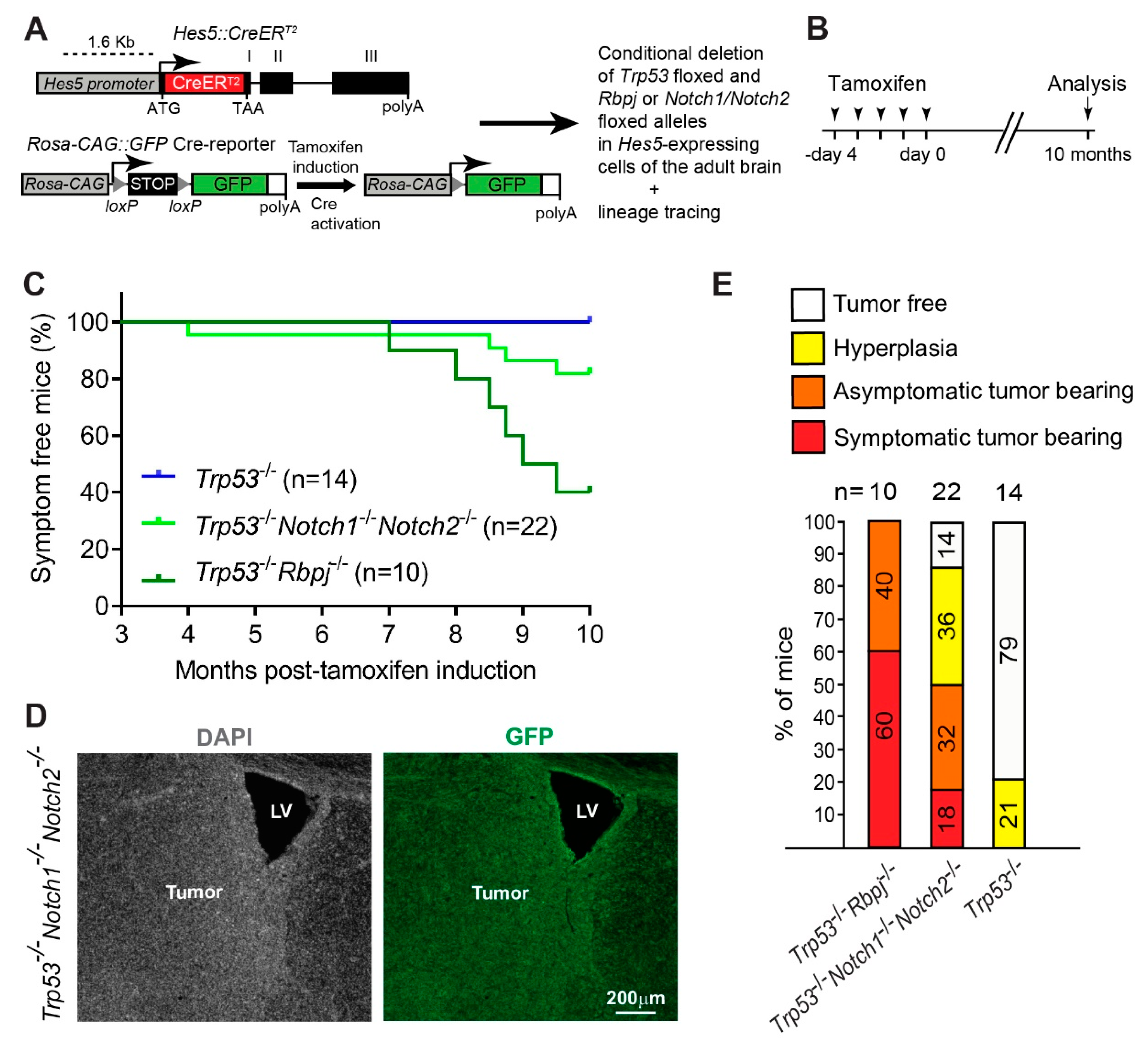 Genetic Inactivation of Notch1 Synergizes with Loss of Trp53 to Induce ...