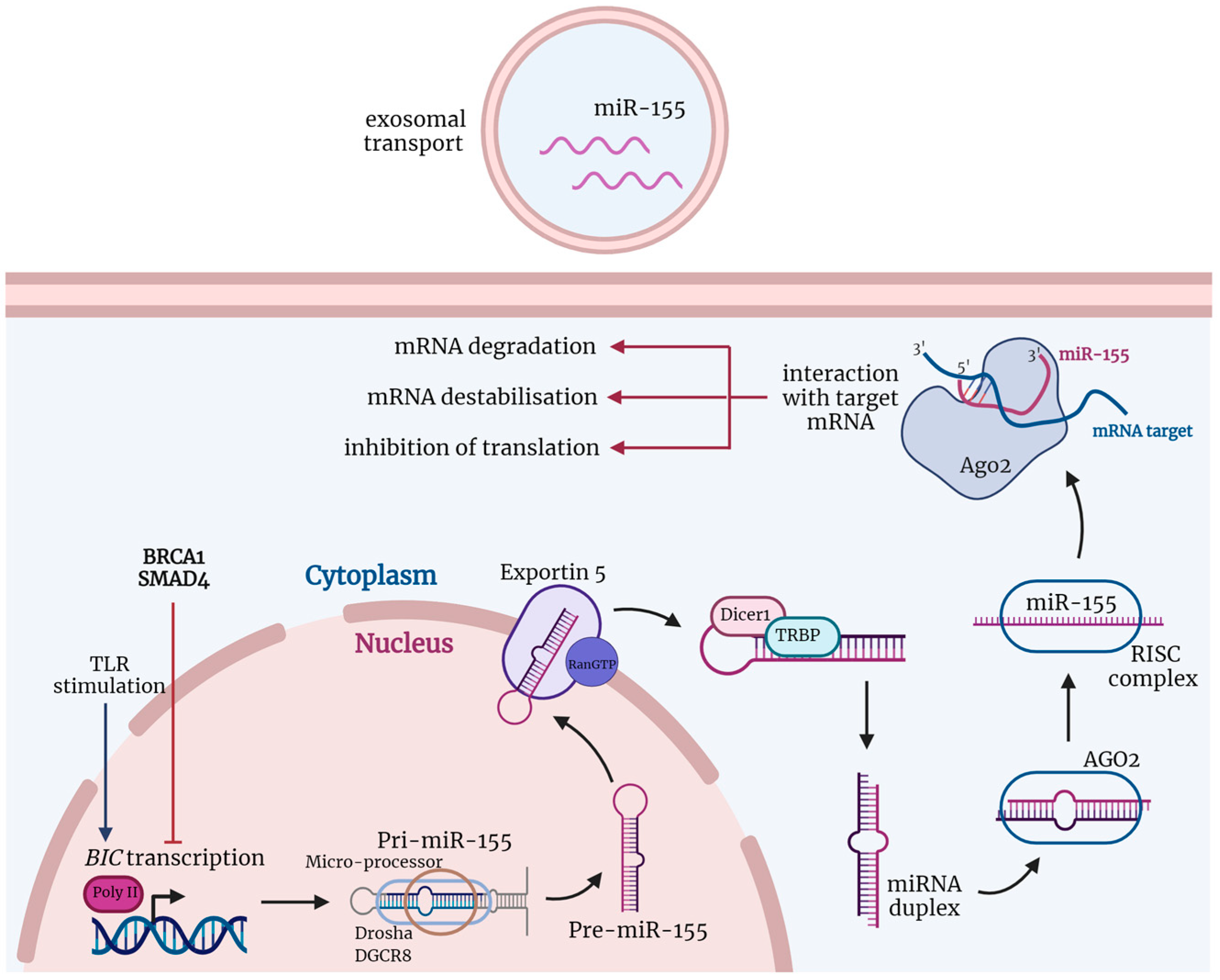 Cancers | Free Full-Text | The Role of miR-155 in Antitumor Immunity Cancers | Free Full-Text | The Role of miR-155 in Antitumor Immunity