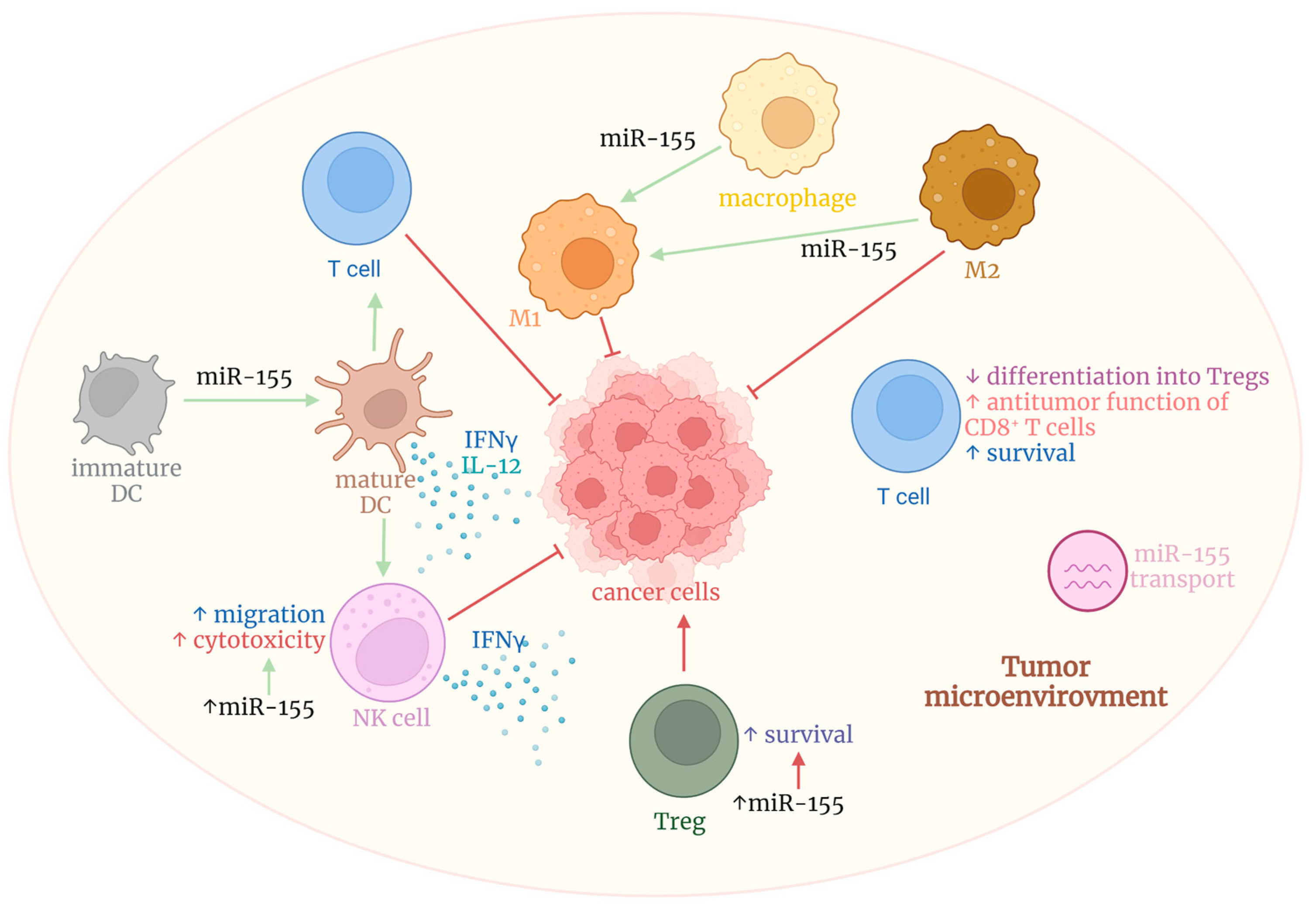 Cancers | Free Full-Text | The Role of miR-155 in Antitumor Immunity Cancers | Free Full-Text | The Role of miR-155 in Antitumor Immunity