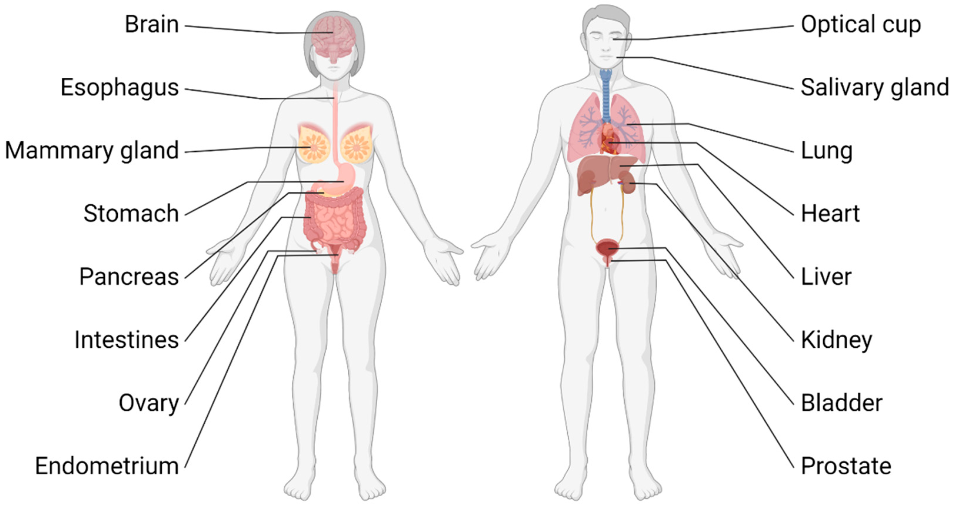 Cancers | Free Full-Text | Organoids for Modeling (Colorectal) Cancer ...