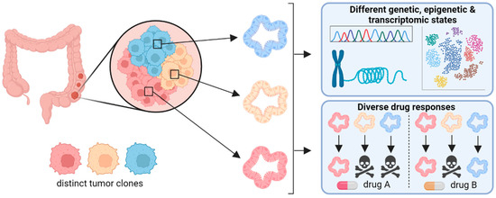 Cancers | Free Full-Text | Organoids for Modeling (Colorectal) Cancer ...