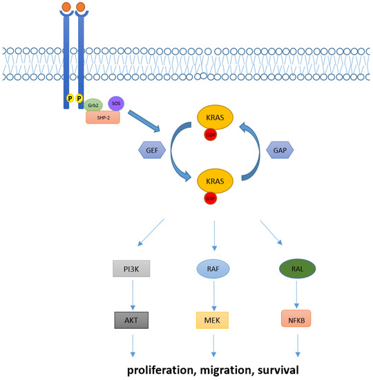 KRAS in NSCLC: State of the Art and Future Perspectives