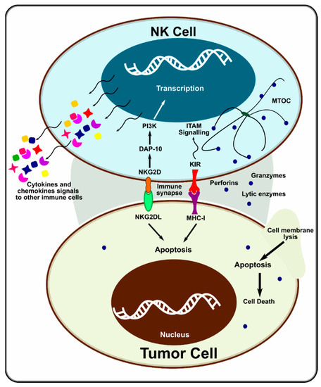Nanoparticle Enhancement of Natural Killer (NK) Cell-Based Immunotherapy