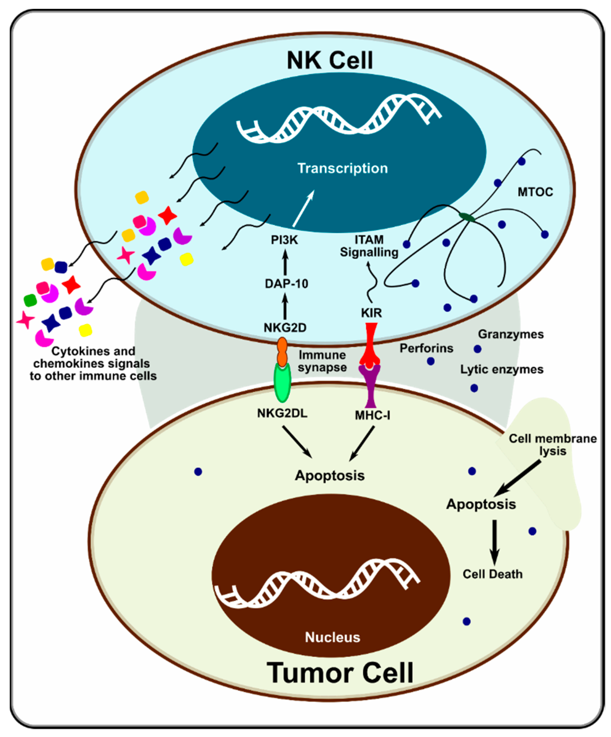 Nanoparticle Enhancement of Natural Killer (NK) Cell-Based Immunotherapy Nanoparticle Enhancement of Natural Killer (NK) Cell-Based Immunotherapy