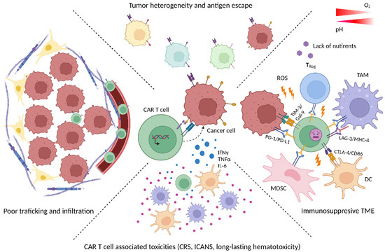 Role of CAR T Cell Metabolism for Therapeutic Efficacy