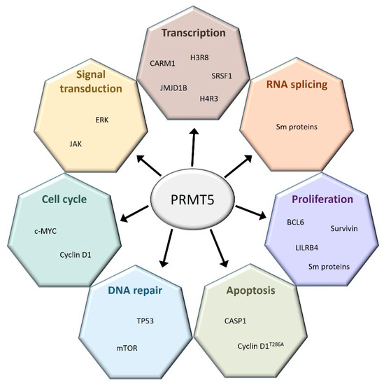 Protein Arginine Methyltransferases as Therapeutic Targets in ...