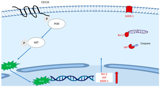 Prostate Cancer Stem Cells: The Role of CD133