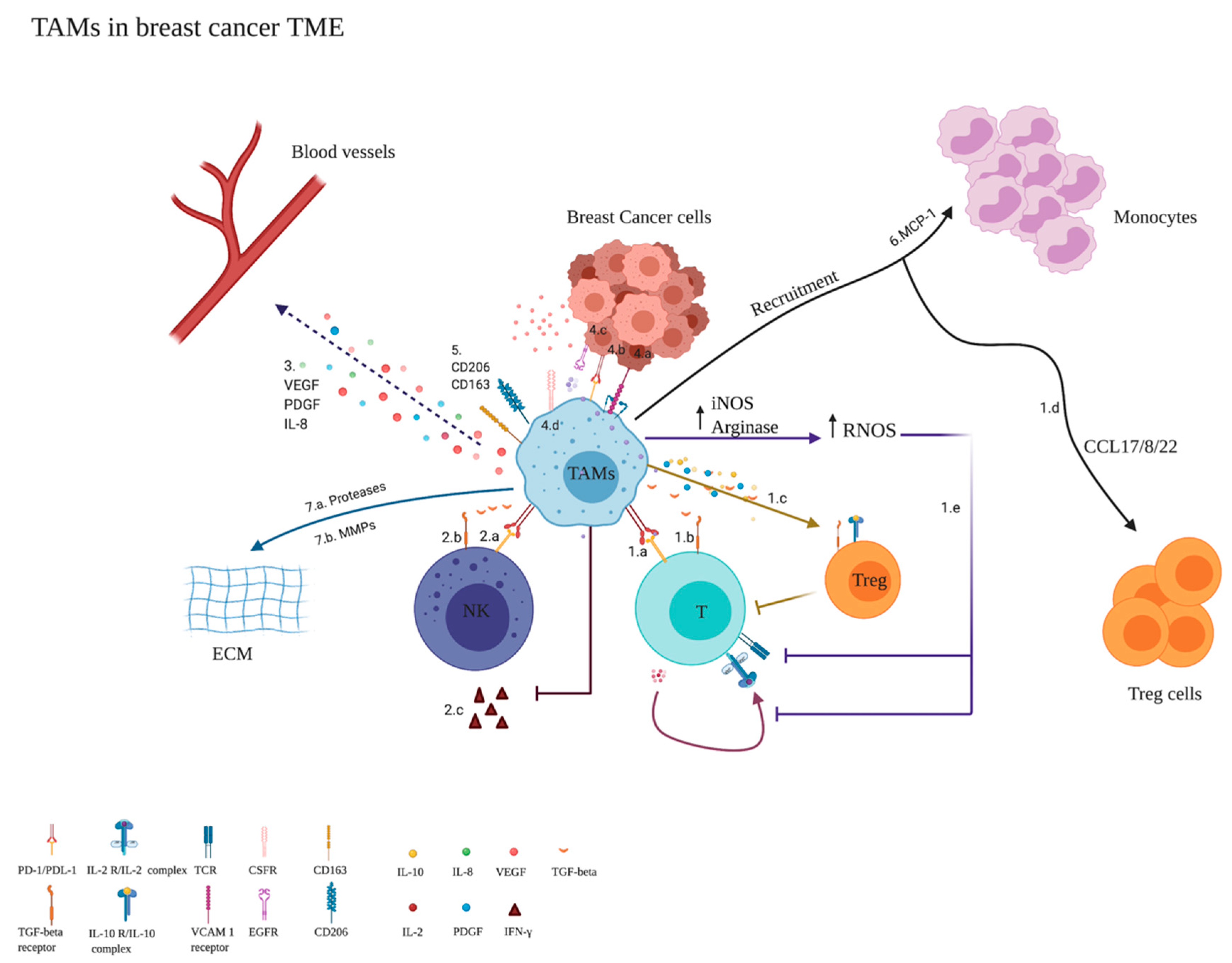 The Monocyte, a Maestro in the Tumor Microenvironment (TME) of Breast ... The Monocyte, a Maestro in the Tumor Microenvironment (TME) of Breast ...