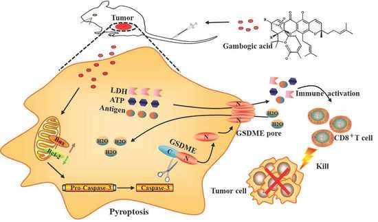 Cancers | Free Full-Text | Gambogic Acid Induces Pyroptosis of ...
