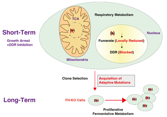 Depletion of Fumarate Hydratase, an Essential TCA Cycle Enzyme, Drives ...