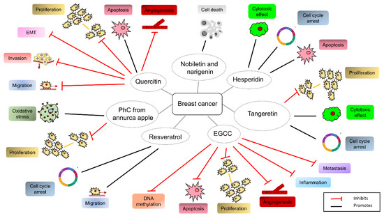 Agri-Food By-Products in Cancer: New Targets and Strategies