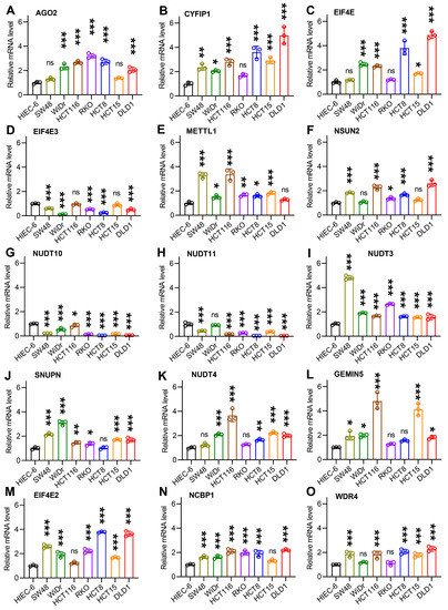 A Novel m7G-Related Gene Signature Predicts the Prognosis of Colon Cancer