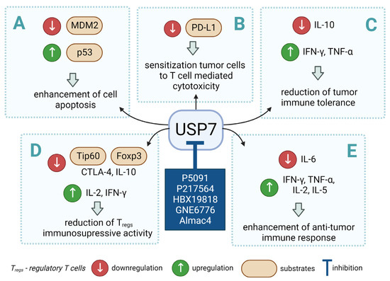 USP7 Inhibitors in Cancer Immunotherapy: Current Status and Perspective