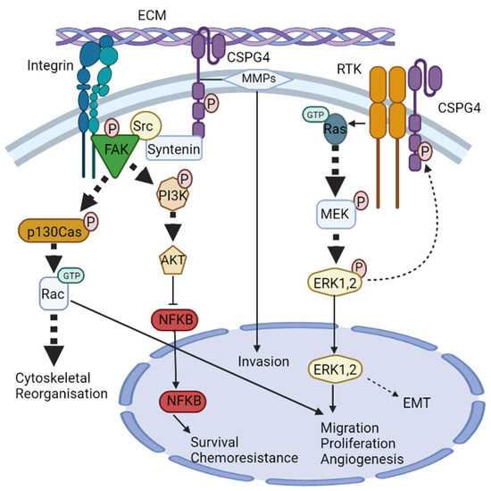 Chondroitin Sulfate Proteoglycan 4 as a Marker for Aggressive Squamous ...