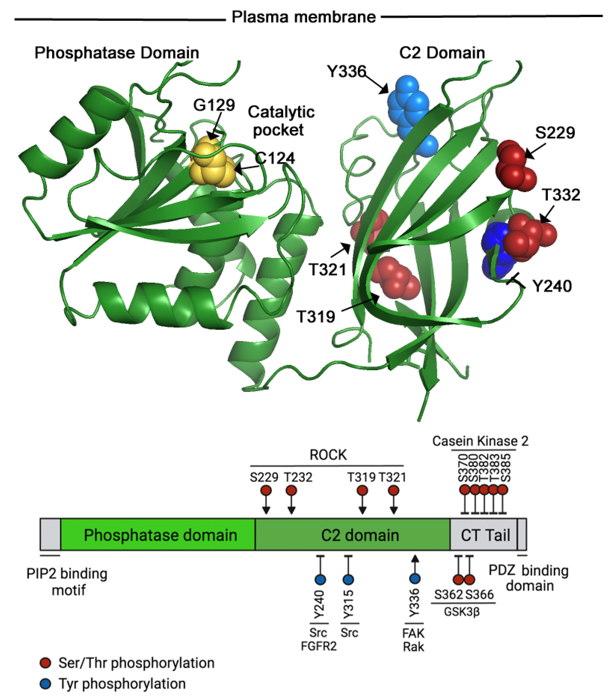 Targeting PTEN Regulation by Post Translational Modifications