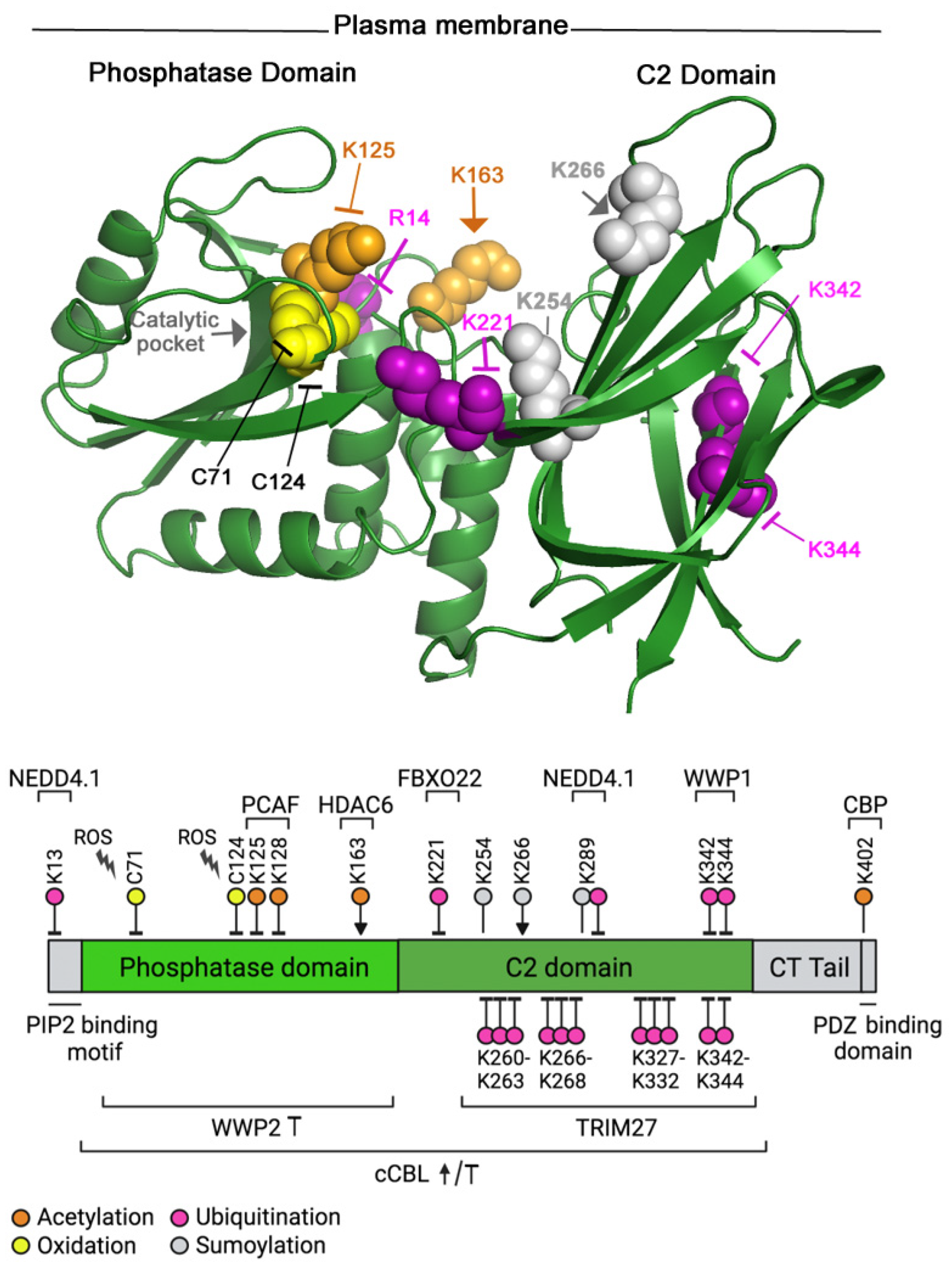 Targeting PTEN Regulation by Post Translational Modifications
