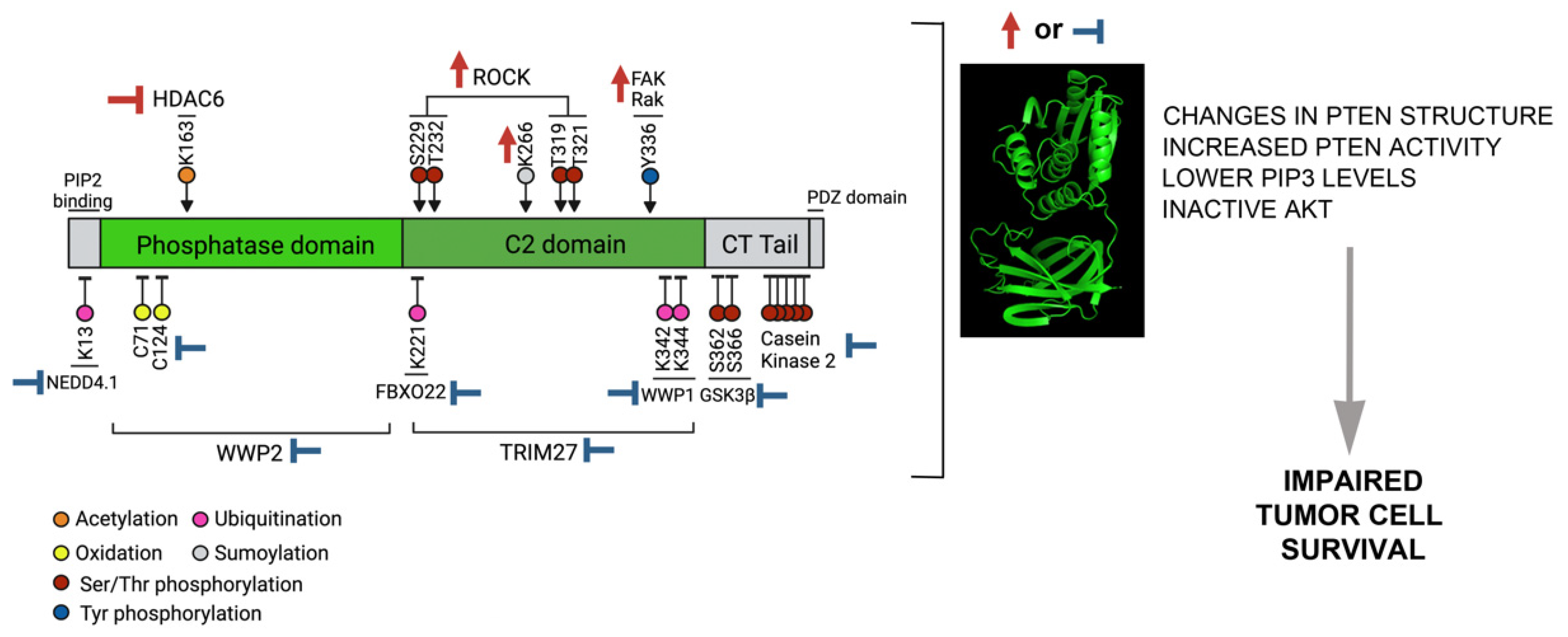 Targeting PTEN Regulation by Post Translational Modifications
