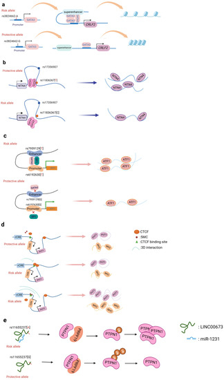 SNP-Target Genes Interaction Perturbing the Cancer Risk in the Post-GWAS