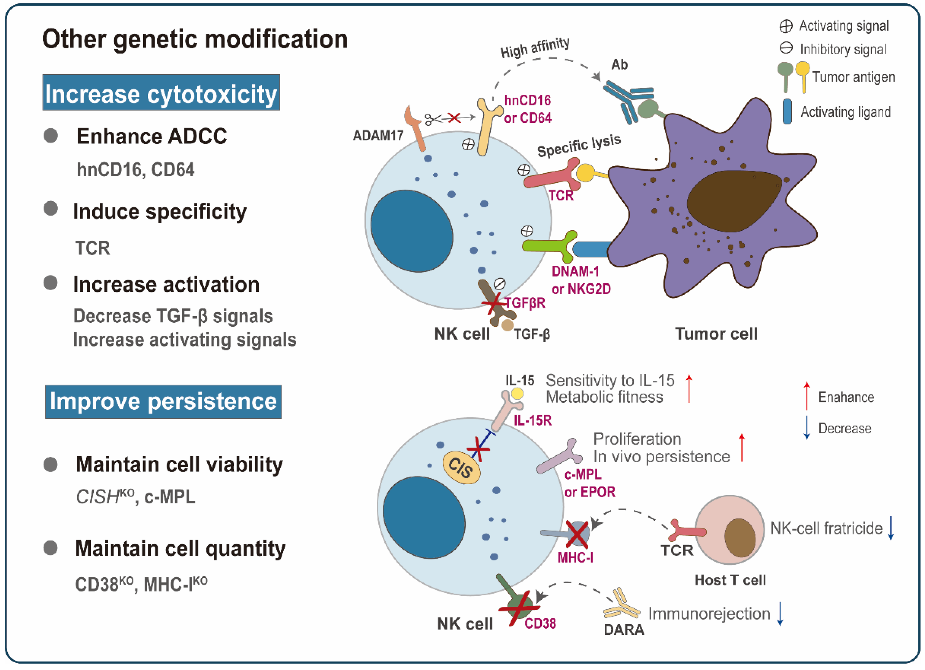 Cancers Free Full Text Natural Killer Cells A Promising Kit In The