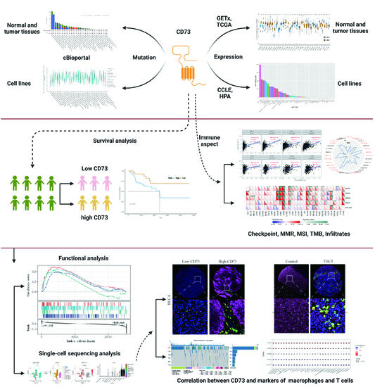 Cancers | Free Full-Text | Identification of CD73 as a Novel Biomarker ...