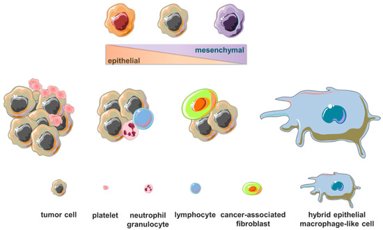 Signatures of Breast Cancer Progression in the Blood: What Could Be ...