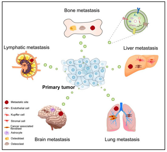 Non-Coding RNAs of Extracellular Vesicles: Key Players in Organ-Specific Metastasis and Clinical ...