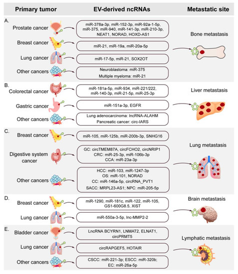 Non-Coding RNAs of Extracellular Vesicles: Key Players in Organ-Specific Metastasis and Clinical ...