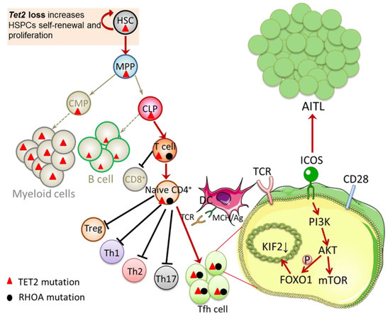 Targeting TET2 as a Therapeutic Approach for Angioimmunoblastic T Cell ...