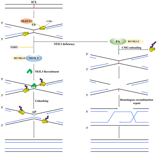 Biological Functions of the DNA Glycosylase NEIL3 and Its Role in Disease Progression Including ...