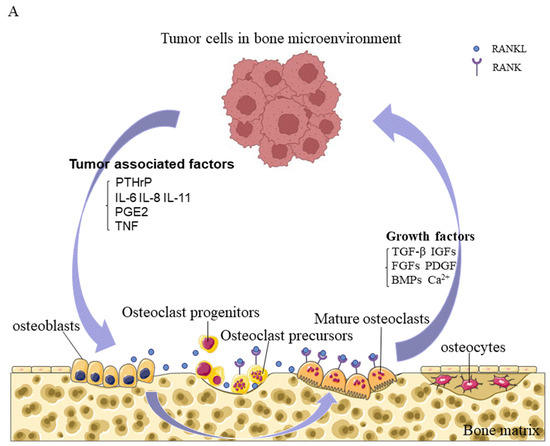Bone Metastasis of Breast Cancer: Molecular Mechanisms and Therapeutic ...