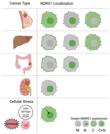 NDRG1 in Cancer: A Suppressor, Promoter, or Both?