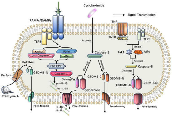 Pyroptosis and Its Role in Cervical Cancer