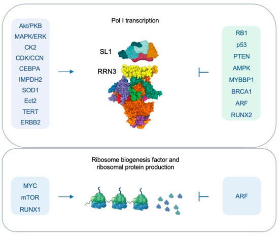 Regulation of RNA Polymerase I Stability and Function