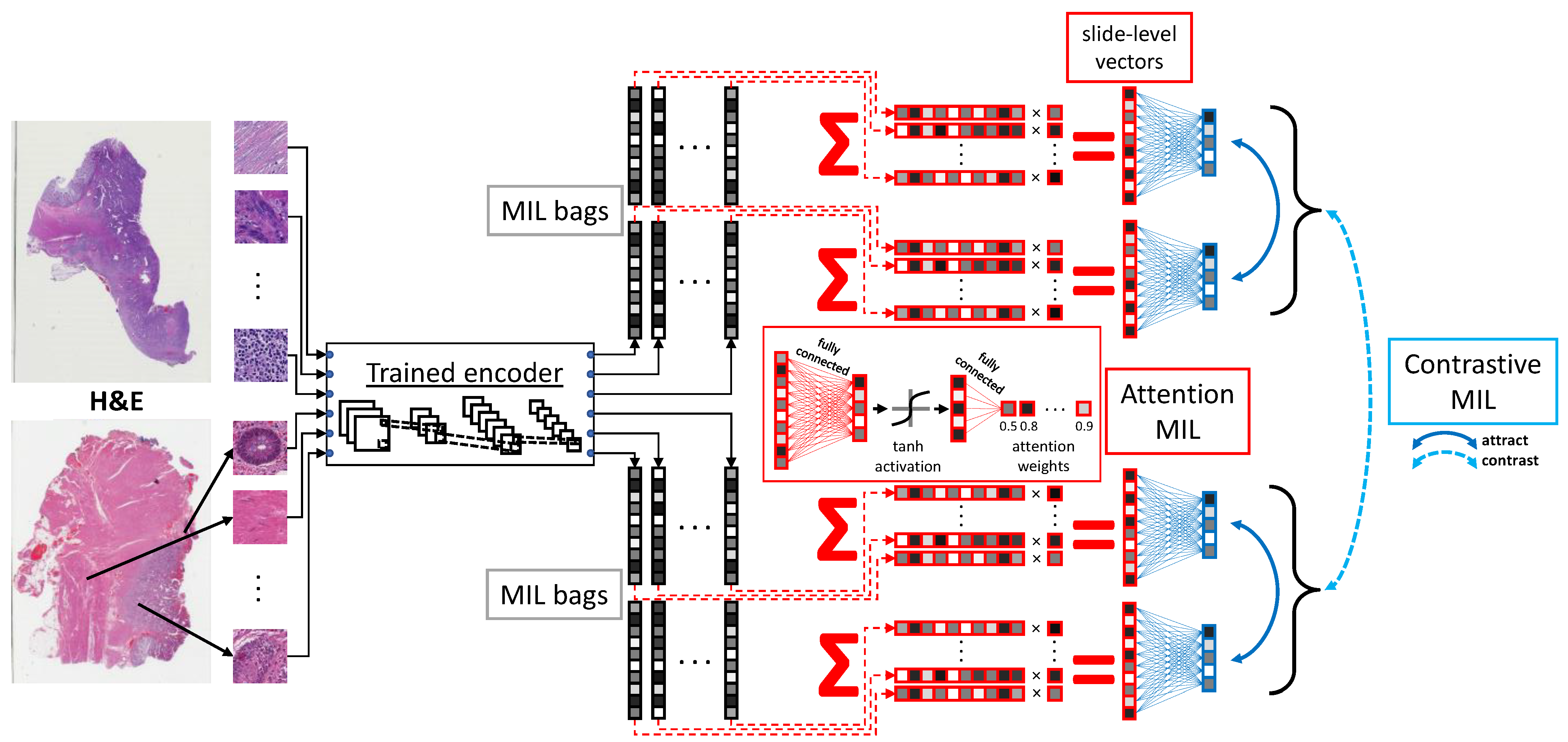 Contrastive Multiple Instance Learning An Unsupervised Framework For Learning Slide Level
