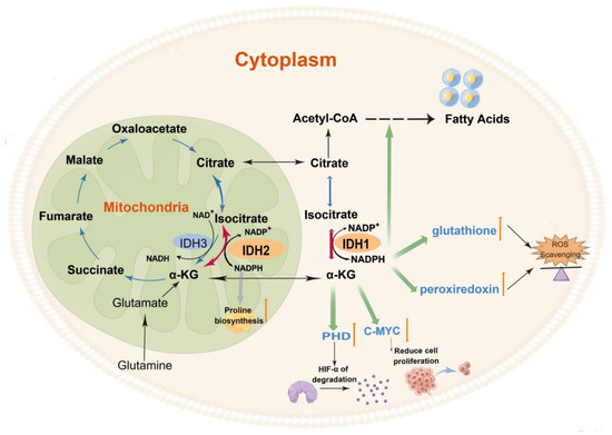 Wild-Type Isocitrate Dehydrogenase-Dependent Oxidative Decarboxylation ...