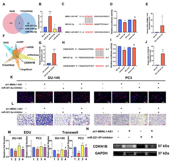 Down-Regulation of lncRNA MBNL1-AS1 Promotes Tumor Stem Cell-like ...