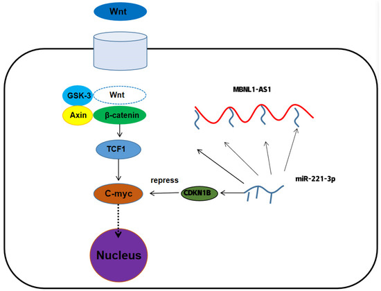 Down-Regulation of lncRNA MBNL1-AS1 Promotes Tumor Stem Cell-like ...