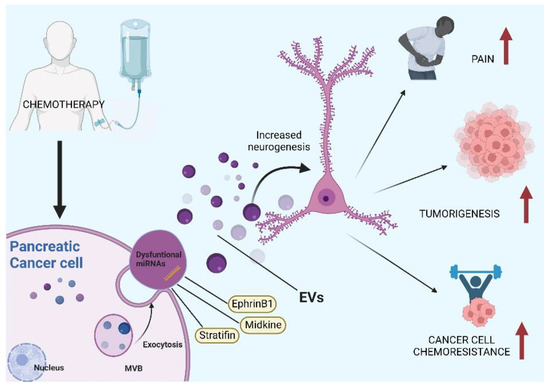 Cancers | Free Full-Text | Perineural Invasion in Pancreatic Ductal Adenocarcinoma: From ...