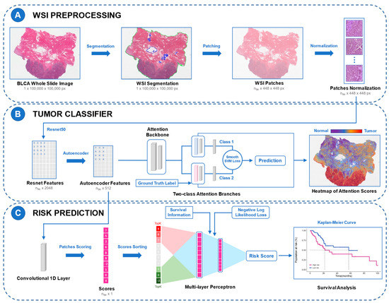 Accurate Diagnosis and Survival Prediction of Bladder Cancer Using Deep Learning on Histological ...