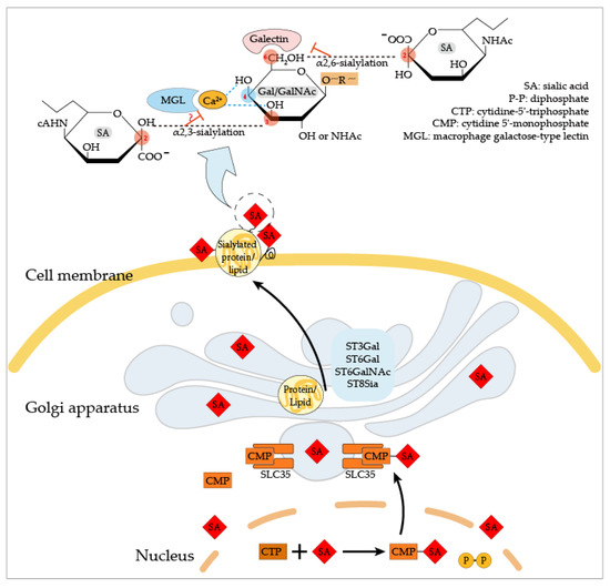 Insights into the Role of Sialylation in Cancer Metastasis, Immunity ...