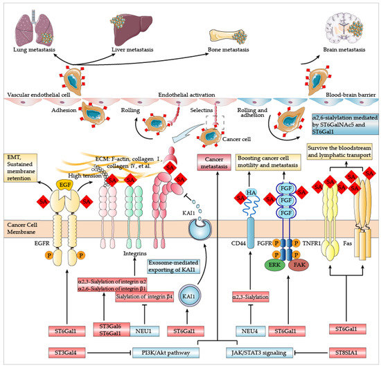 Insights into the Role of Sialylation in Cancer Metastasis, Immunity ...