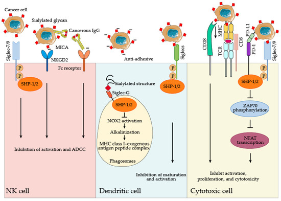 Insights into the Role of Sialylation in Cancer Metastasis, Immunity ...