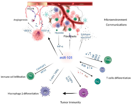 MiR-101: An Important Regulator of Gene Expression and Tumor Ecosystem