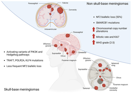 Clinical Management of Supratentorial Non-Skull Base Meningiomas