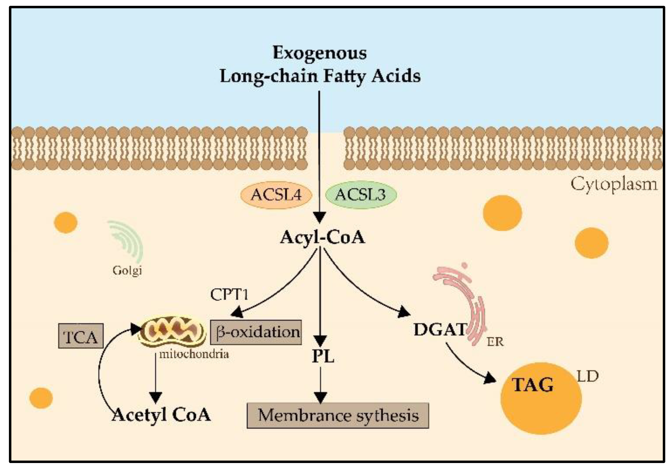 ACSL3 and ACSL4, Distinct Roles in Ferroptosis and Cancers