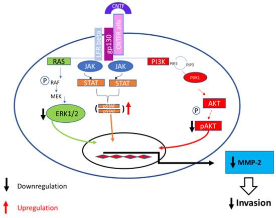 Ciliary Neurotrophic Factor Modulates Multiple Downstream Signaling ...