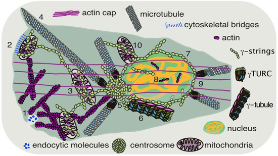 Hubbing the Cancer Cell