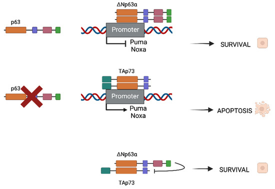 The p53 Family Members p63 and p73 Roles in the Metastatic ...