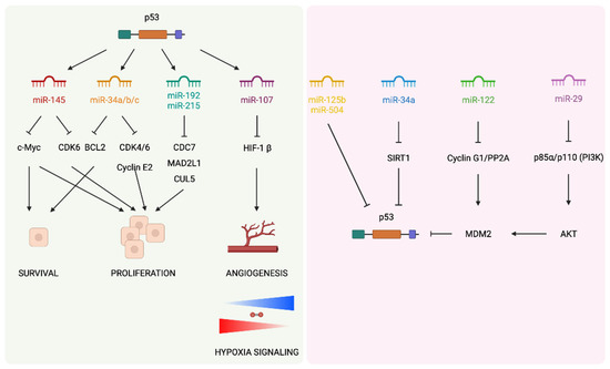 The p53 Family Members p63 and p73 Roles in the Metastatic ...